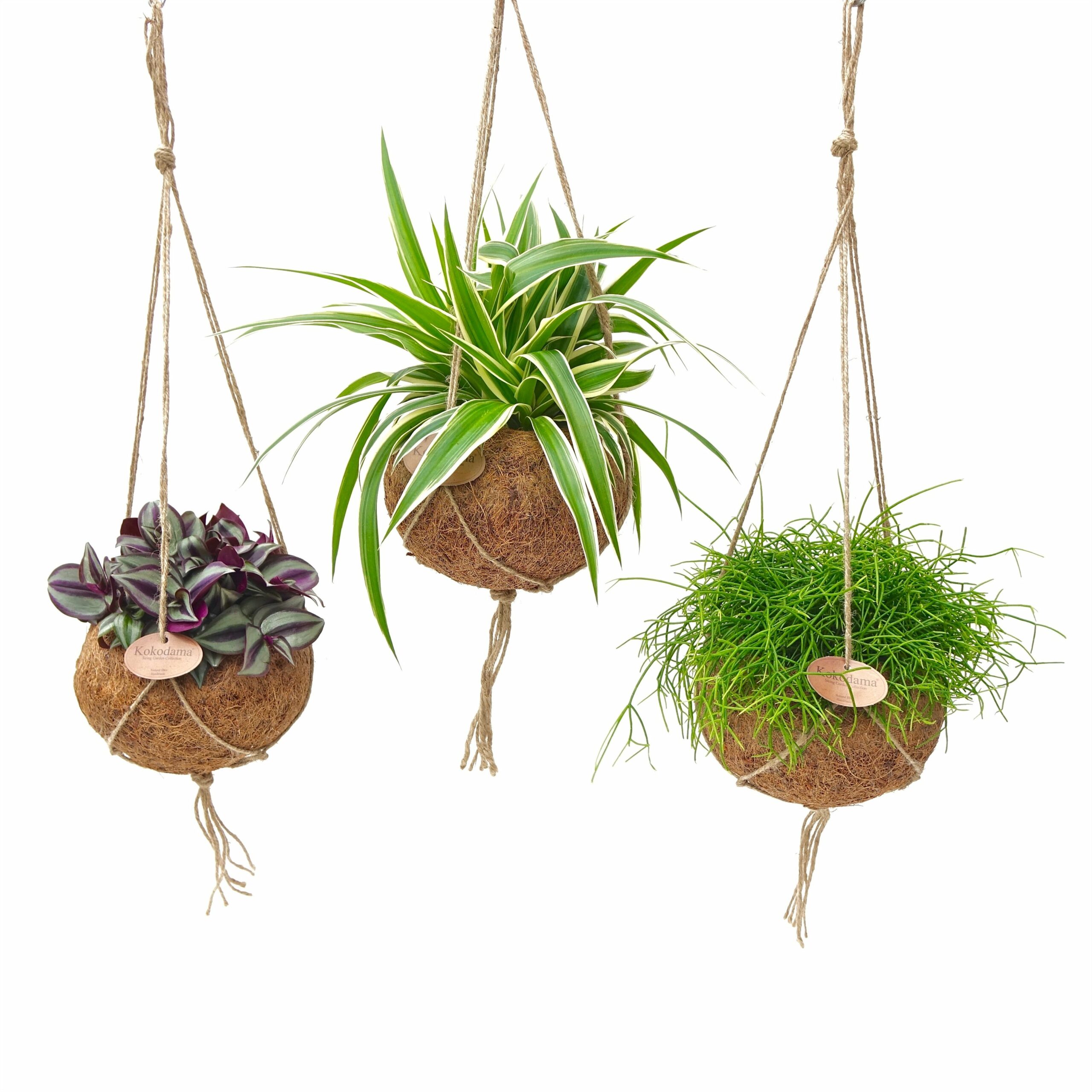 Kokodama Green Smit Collection ↑ 20 cm ⌀ 15 cm kopen? - Plantcentraal.nl