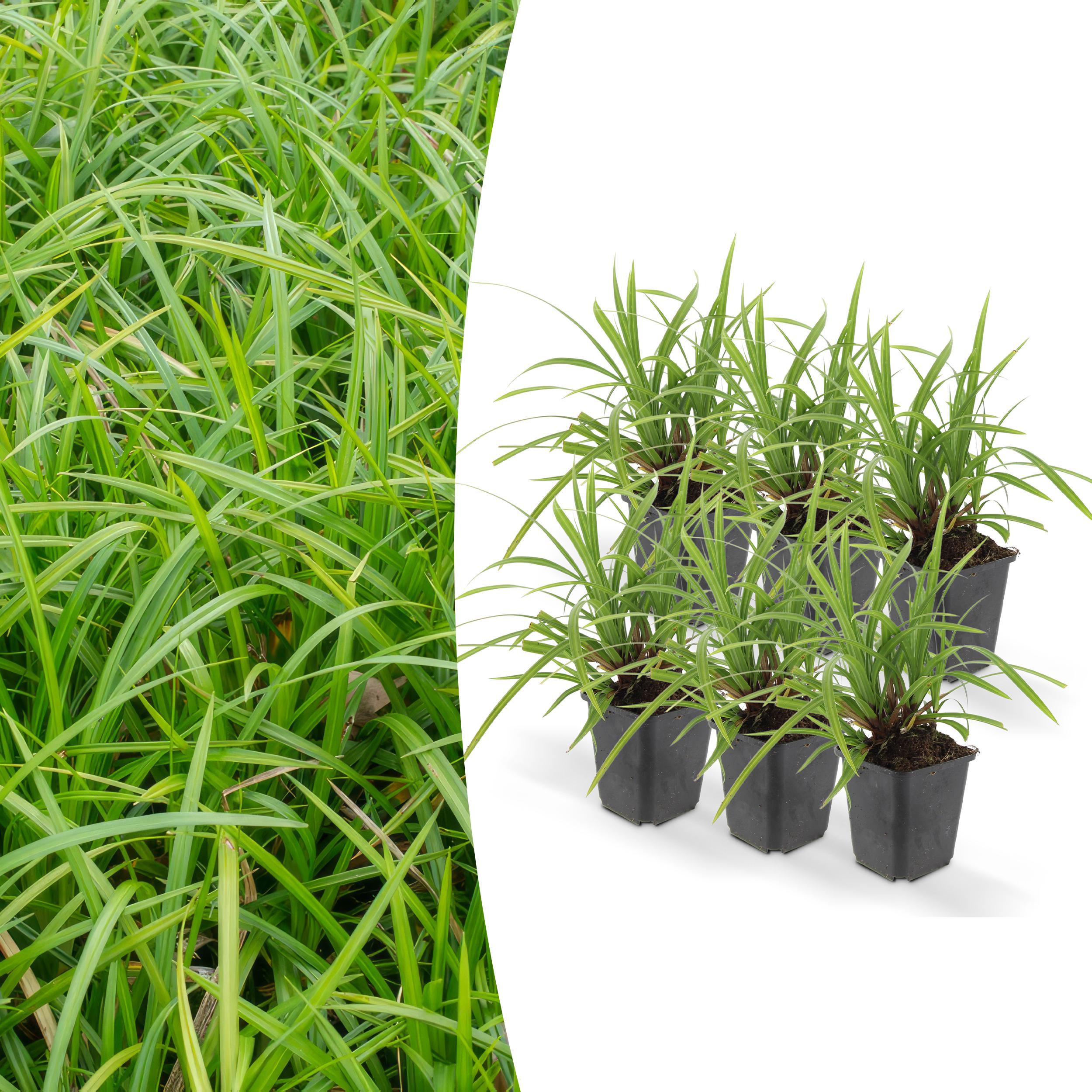 Want to buy 6 x Carex Morrowii 'Irish Green'? - Plantcentraal.nl