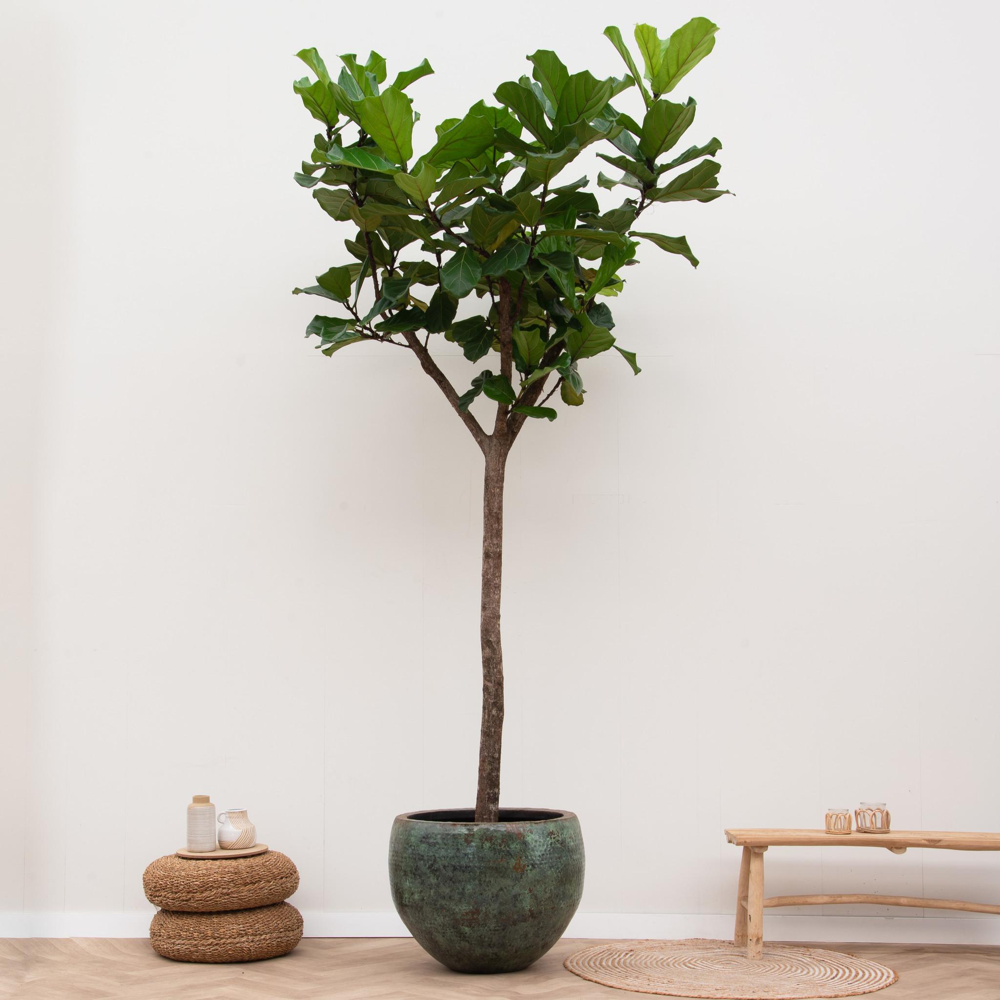 Buy a Ficus Lyrata tree ↑ 300 cm ⌀ 55 cm? - Plantcentraal.nl