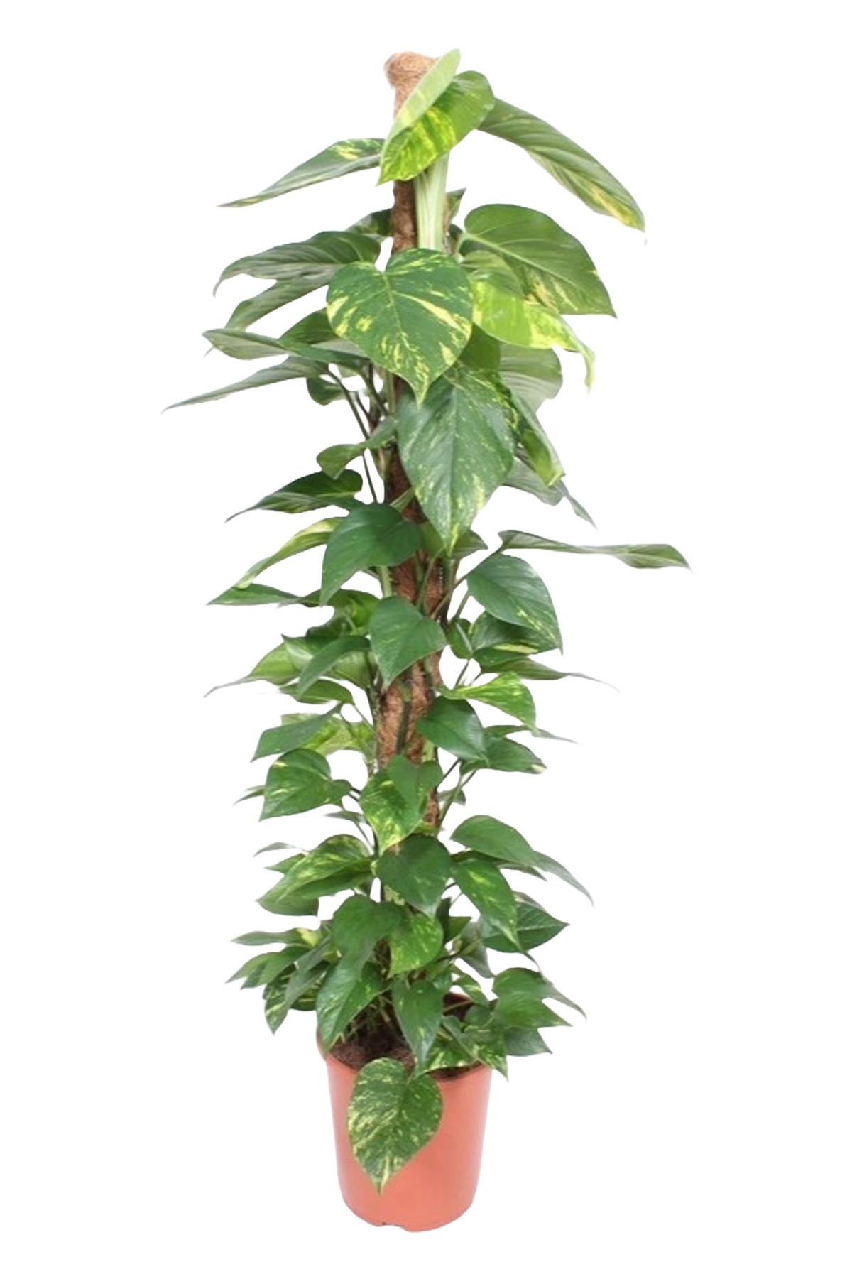 Epipremnum Aureum (met mosstok) ↑ 150 cm ⌀ 27 kopen? - Plantcentraal.nl