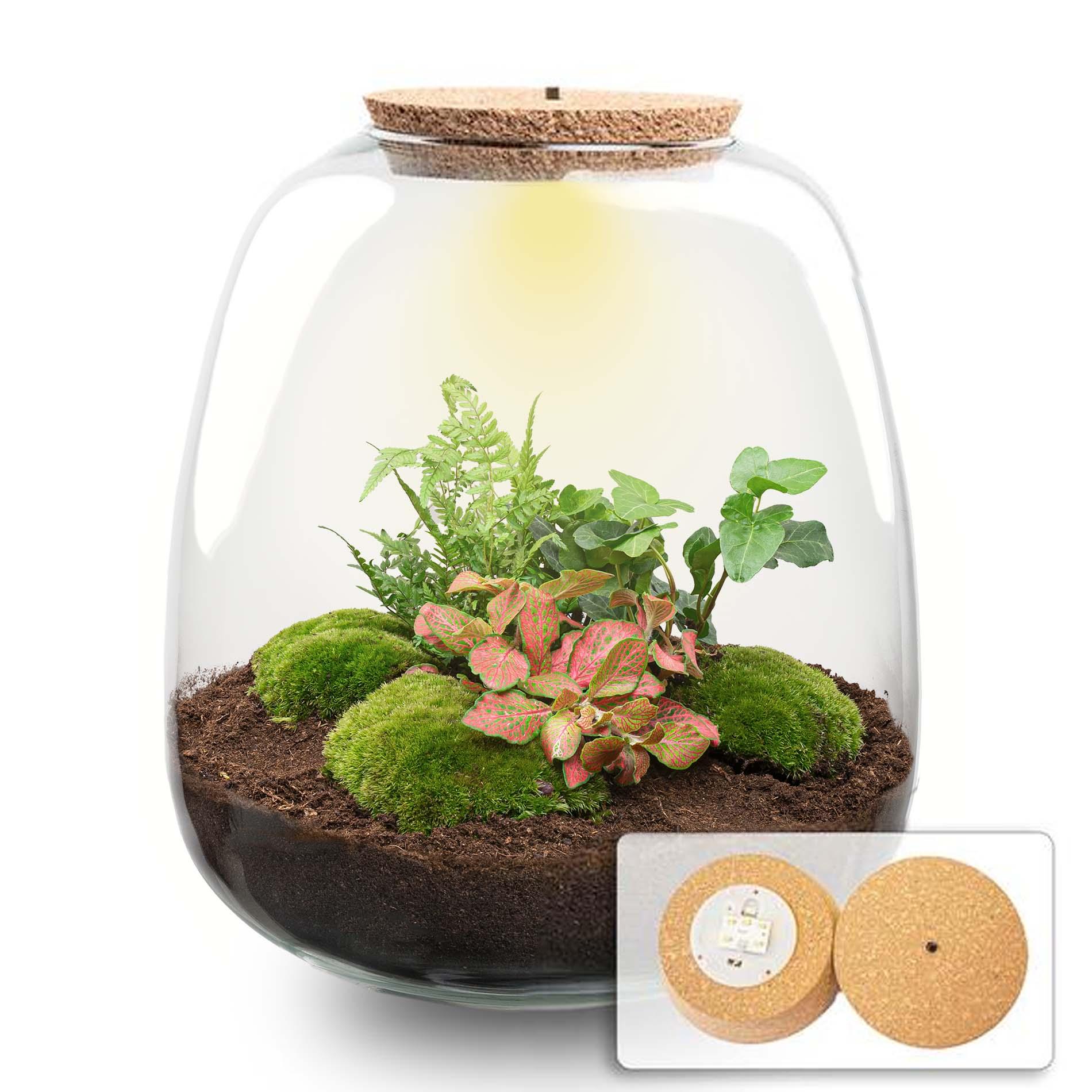 Want to buy a Plant Terrarium - Emma - Diy Kit - ↑ 25 Cm - Ø 23 Cm ...
